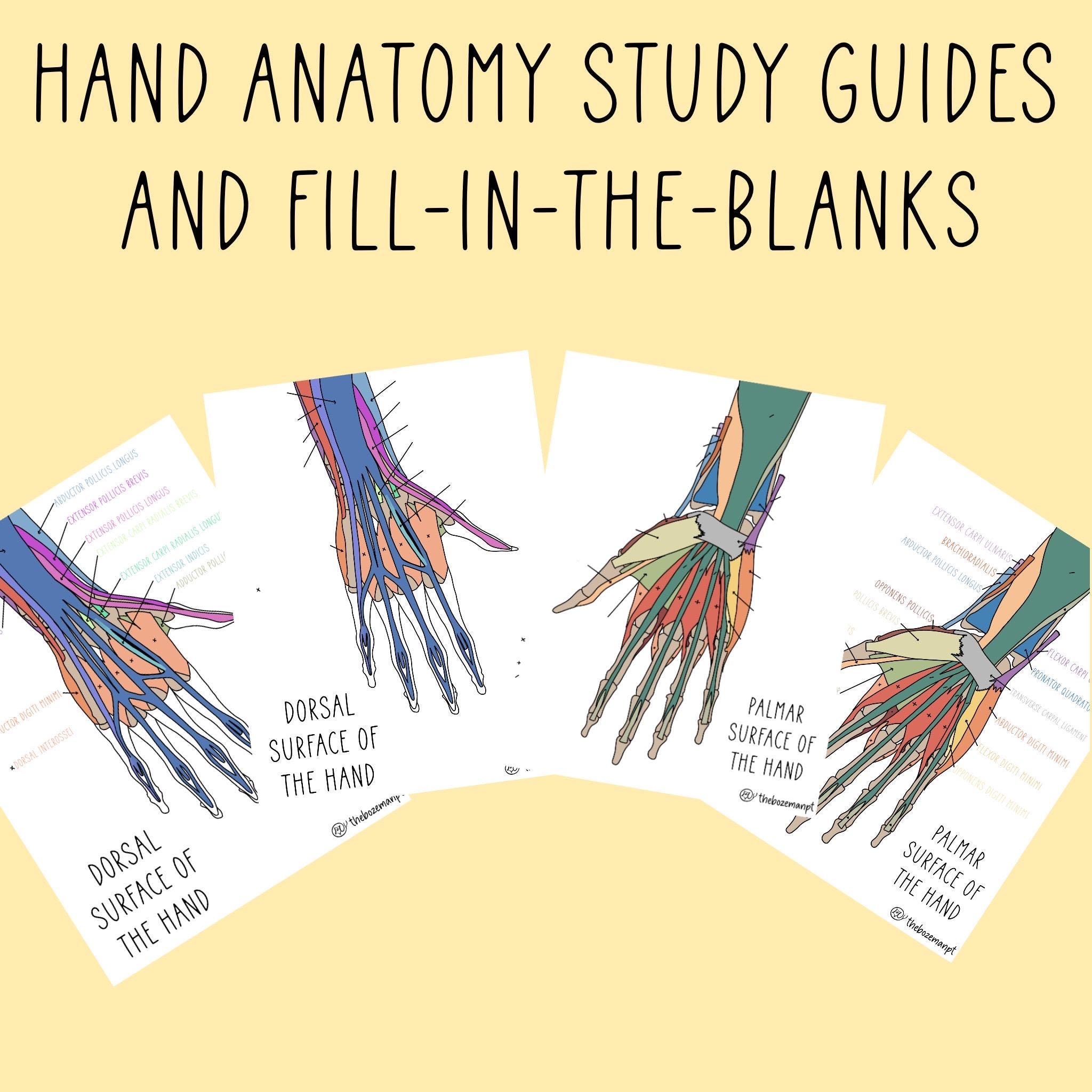 Upper Extremity Anatomy Study Guide | Digital Download | Shoulder ...