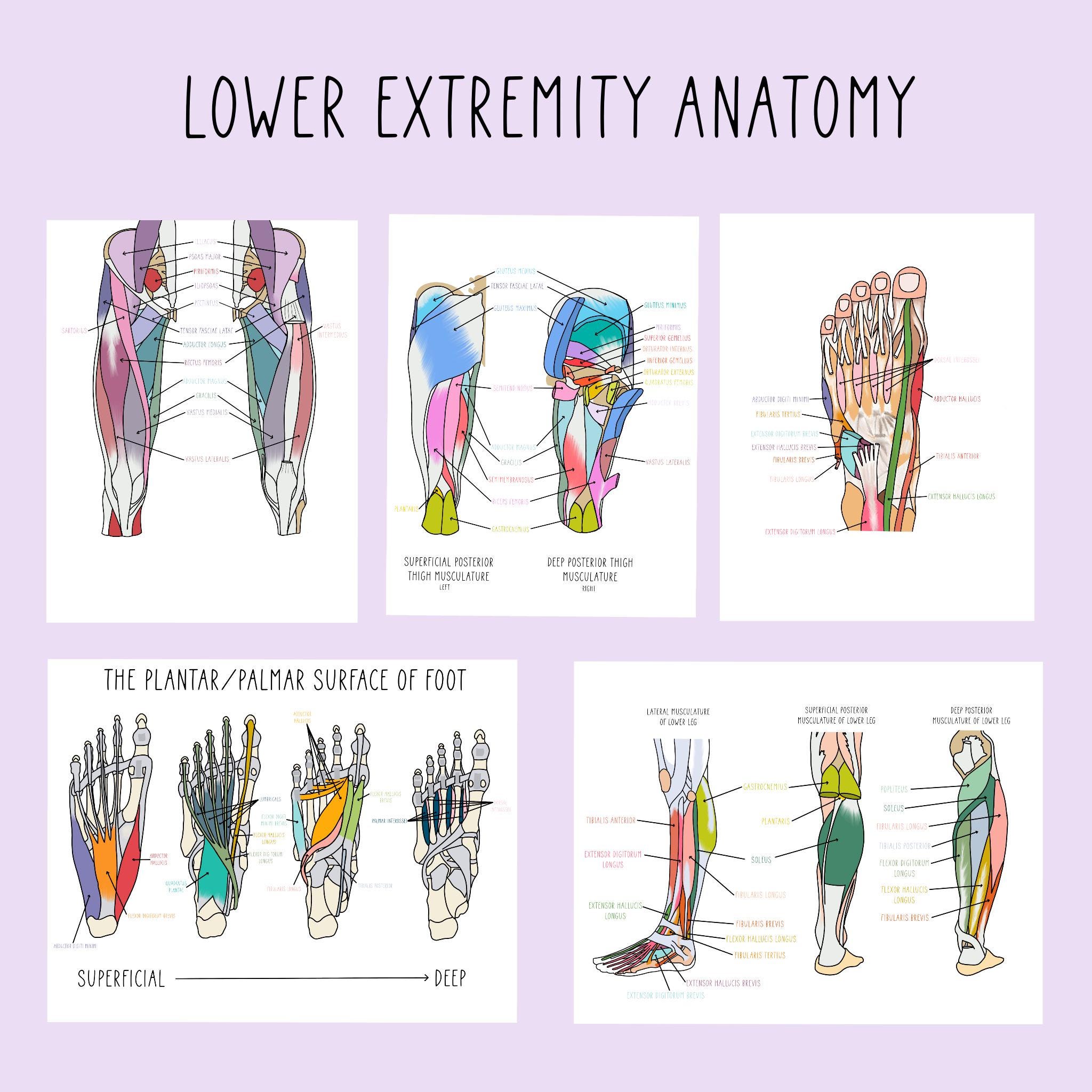 Lower Extremity Anatomy, Musculature, ROM Study Guide and Handout ...
