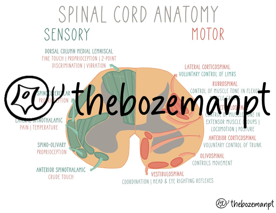 Spinal Cord Injury Motor and Sensory Pathways Handout and Study Guide ...