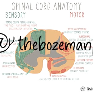 Spinal Cord Injury Motor and Sensory Pathways Handout and Study Guide ...