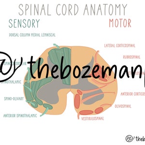Spinal Cord Injury Motor and Sensory Pathways Handout and Study Guide ...
