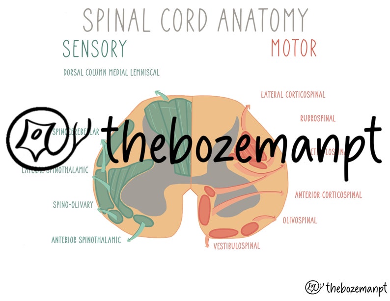 Spinal Cord Injury Motor and Sensory Pathways Handout and Study Guide ...