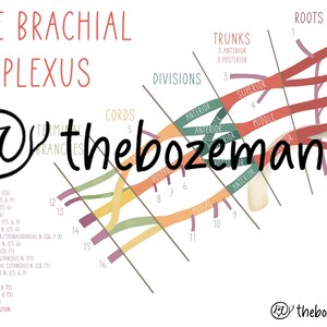 Brachial Plexus Diagram: Erb's & Klumpke's Palsy Study Guide (PDF) - Etsy