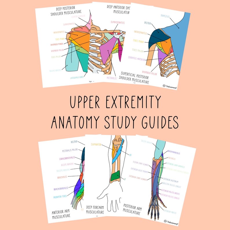 Upper Extremity Anatomy Study Guide | Digital Download | Shoulder ...