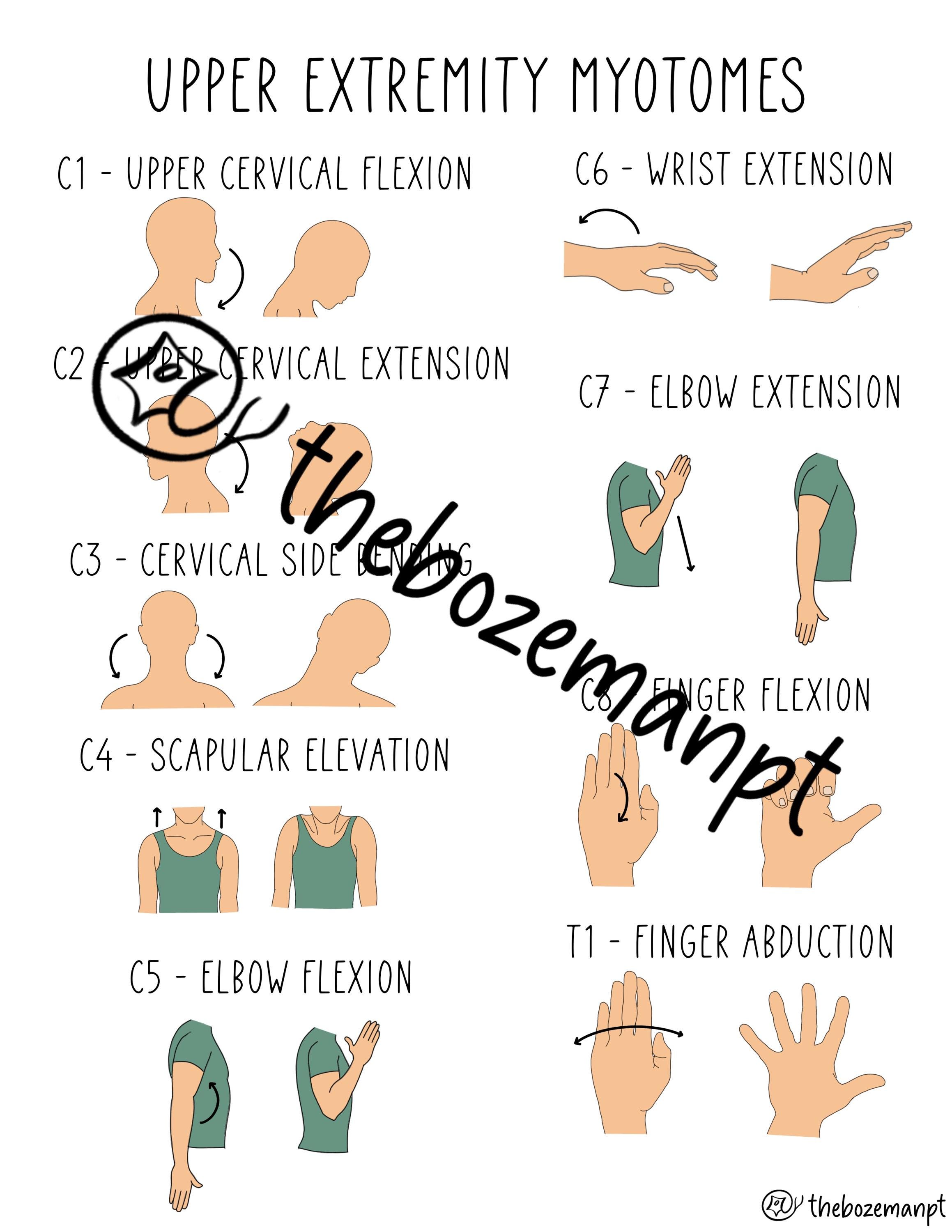 Myotome and Dermatome Handout - Study Guide - Physical Therapy - Med ...