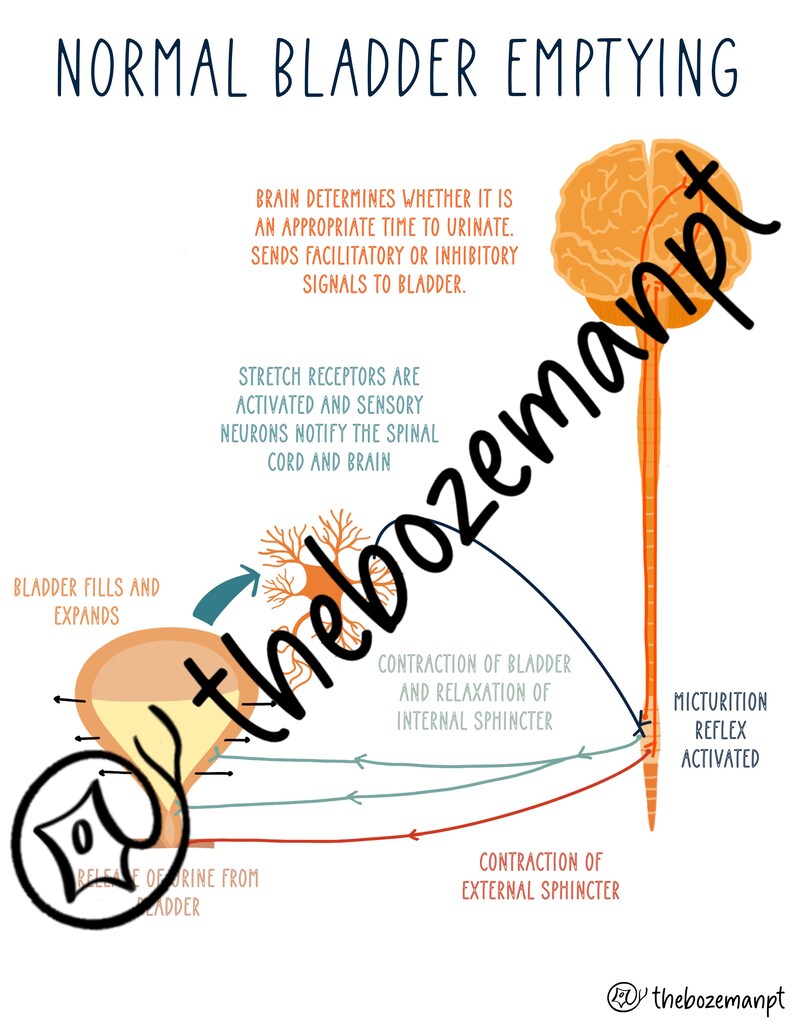 Bowel and Bladder Emptying - Spinal Cord Injury - Neurological Injury - Physical Therapy - Med ...