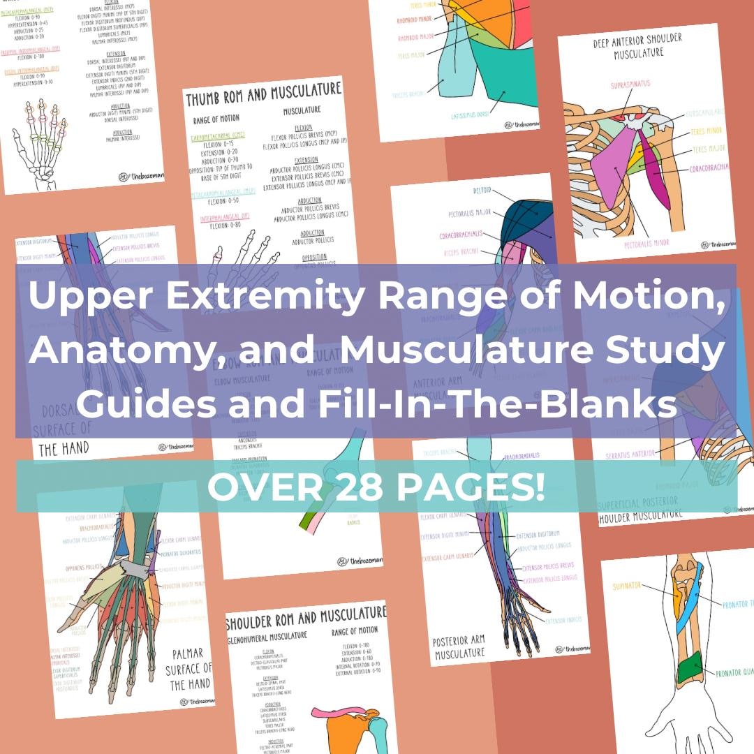 Upper Extremity Anatomy Study Guide: Range of Motion, Musculature ...