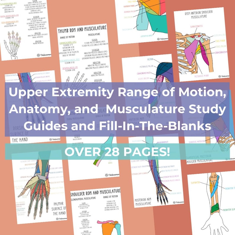 Upper Extremity Anatomy Study Guide: Range of Motion, Musculature (digital Download) - Etsy