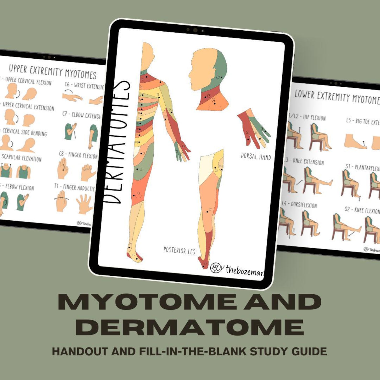 Myotome and Dermatome Handout - Study Guide - Physical Therapy - Med ...