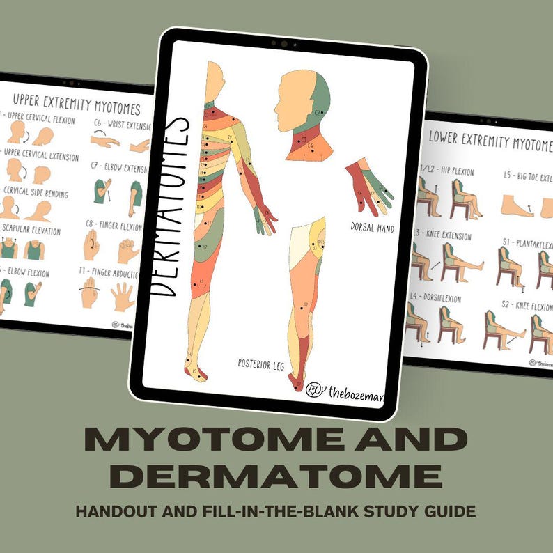 Myotome and Dermatome Handout - Study Guide - Physical Therapy - Med ...