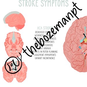 Stroke Symptom and Anatomy Educational Handout - Etsy