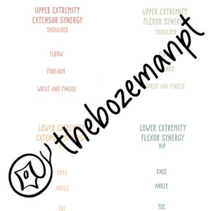 Stroke Synergy Patterns Handout and Study Guide for Physical Therapists ...
