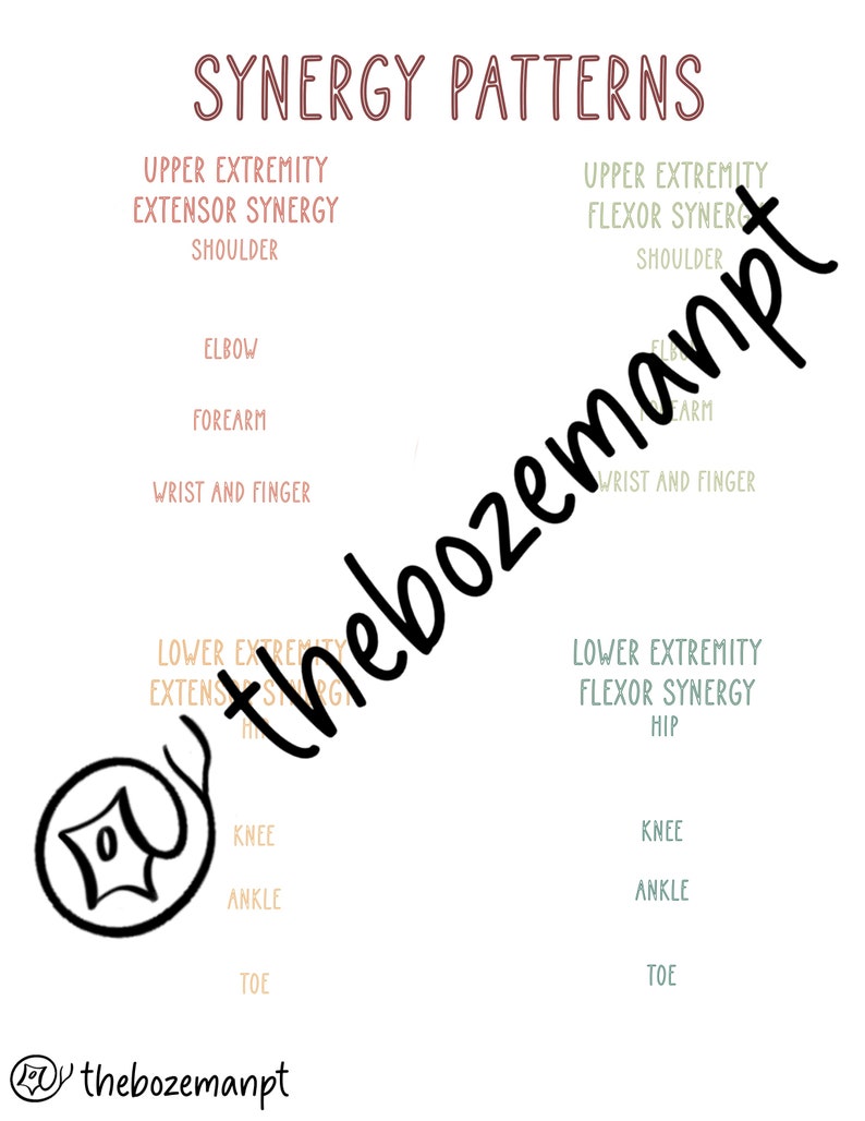 Stroke Synergy Patterns Handout and Study Guide for Physical Therapists ...