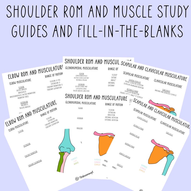Upper Extremity Anatomy Study Guide | Digital Download | Shoulder ...