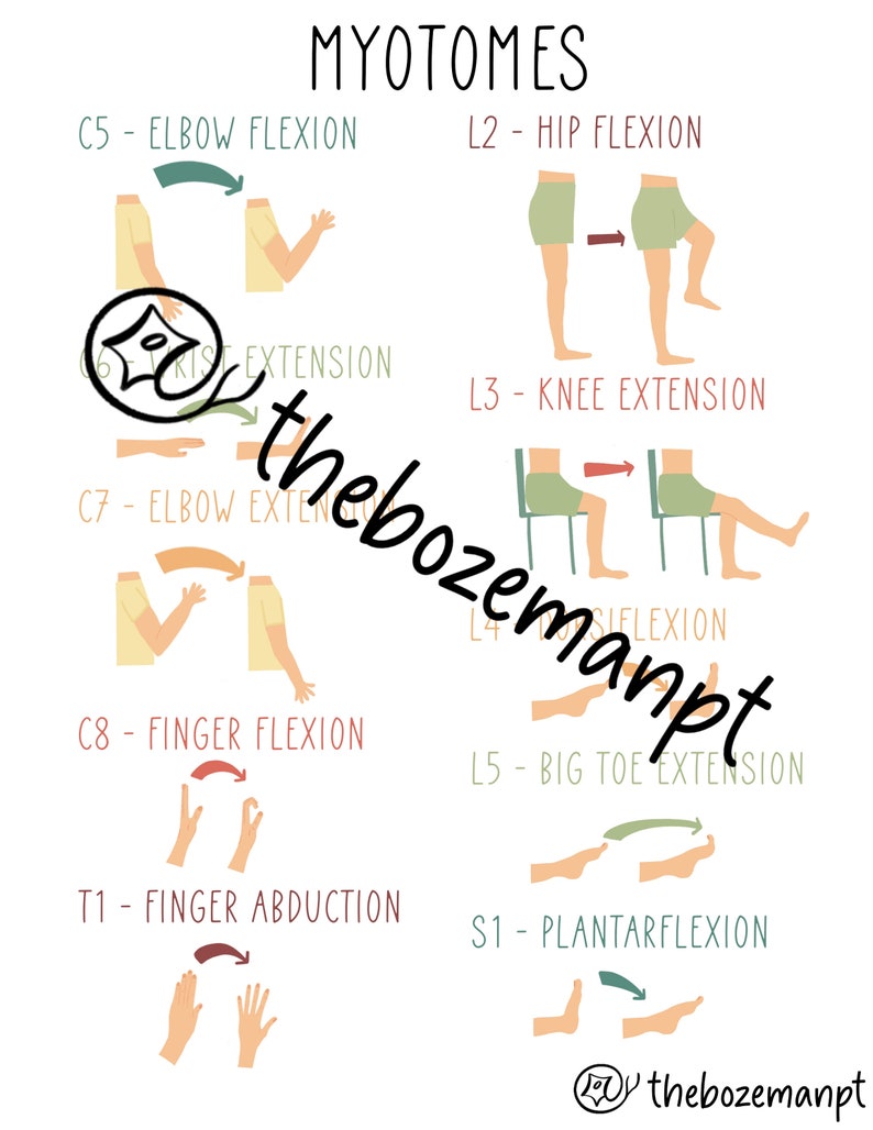 Myotome and Dermatome Handout - Study Guide - Physical Therapy - Med ...