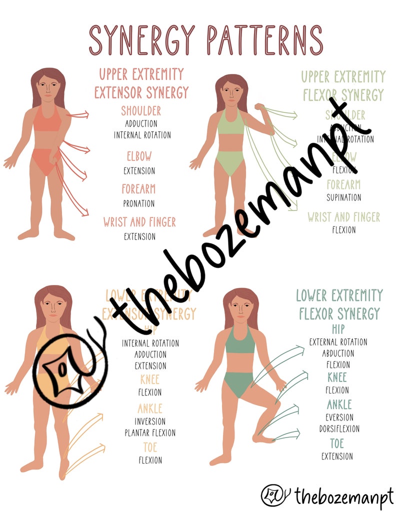 Stroke Synergy Patterns Handout and Study Guide for Physical Therapists and Healthcare Students ...