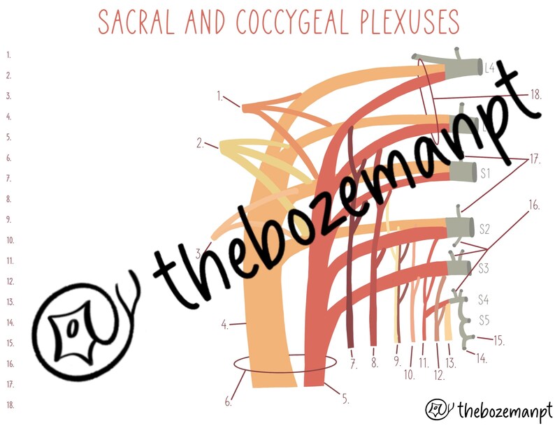 Lumbar, Sacral, Coccygeal Plexus Diagram: PT, OT, Med Student Study ...