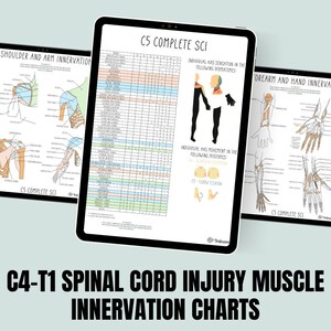 Cervical Spinal Cord Injury Muscle Innervation Chart | Quadriplegia ...