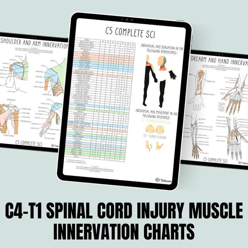 Cervical Spinal Cord Injury Muscle Innervation Chart | Quadriplegia ...