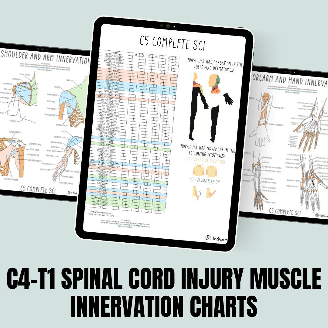 Cervical Spinal Cord Injury Muscle Innervation Chart | Quadriplegia ...