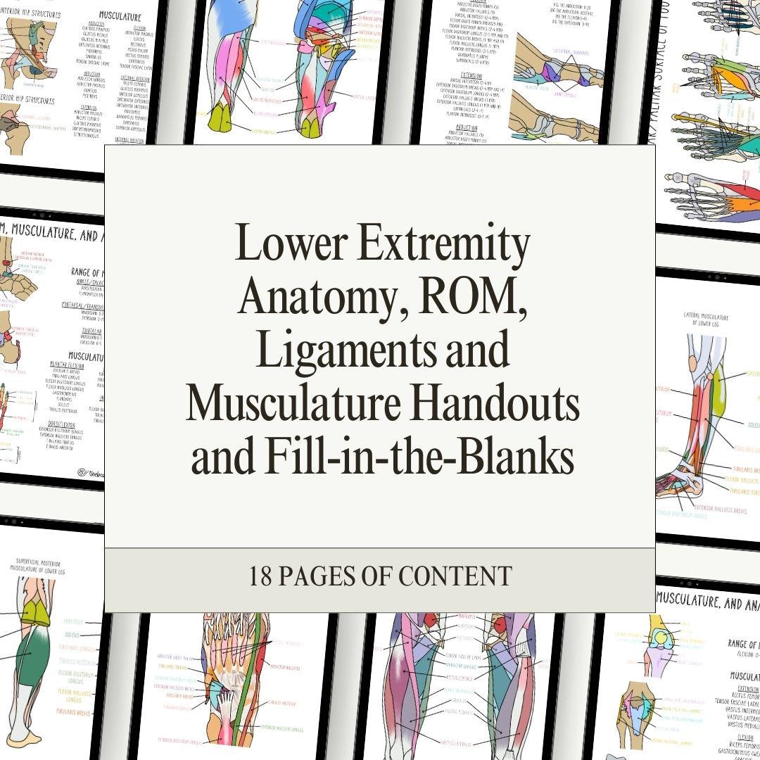 Lower Extremity Anatomy, Musculature, ROM Study Guide and Handout ...