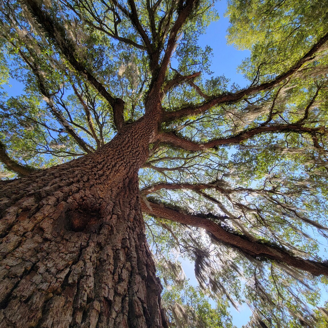 Oak Tree Picture. - Etsy
