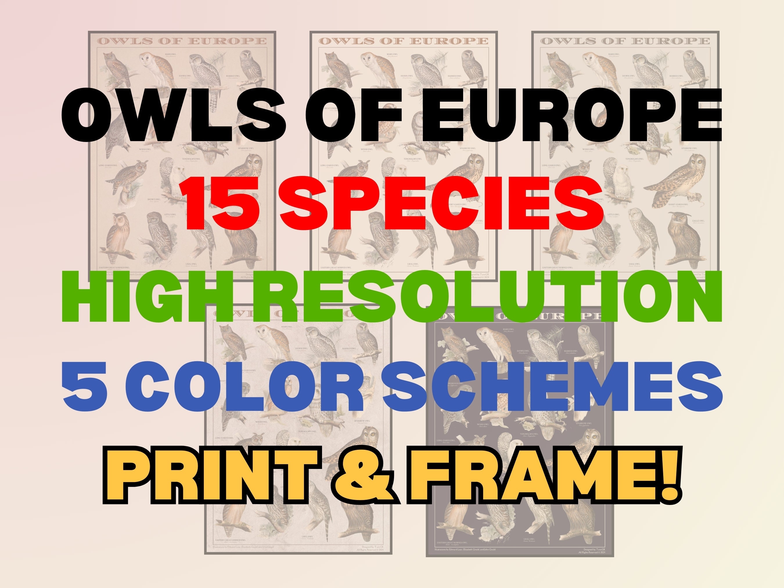 Owls of Europe Visual Chart Poster, Vintage Birds Wall Art ...