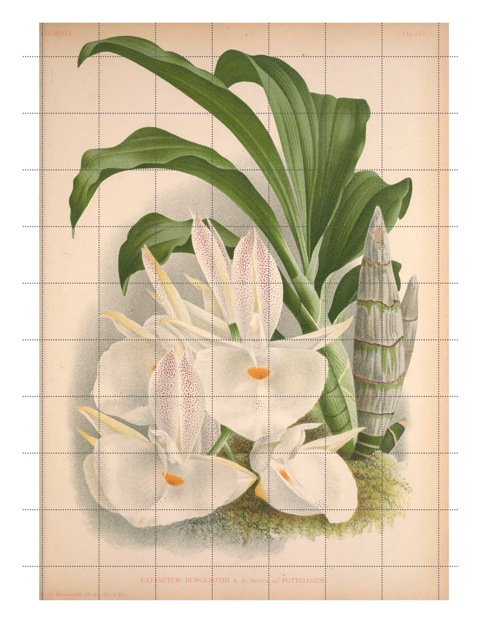 Grid Drawing Exercise Worksheets for MASTERING Floral Illustration Set ...