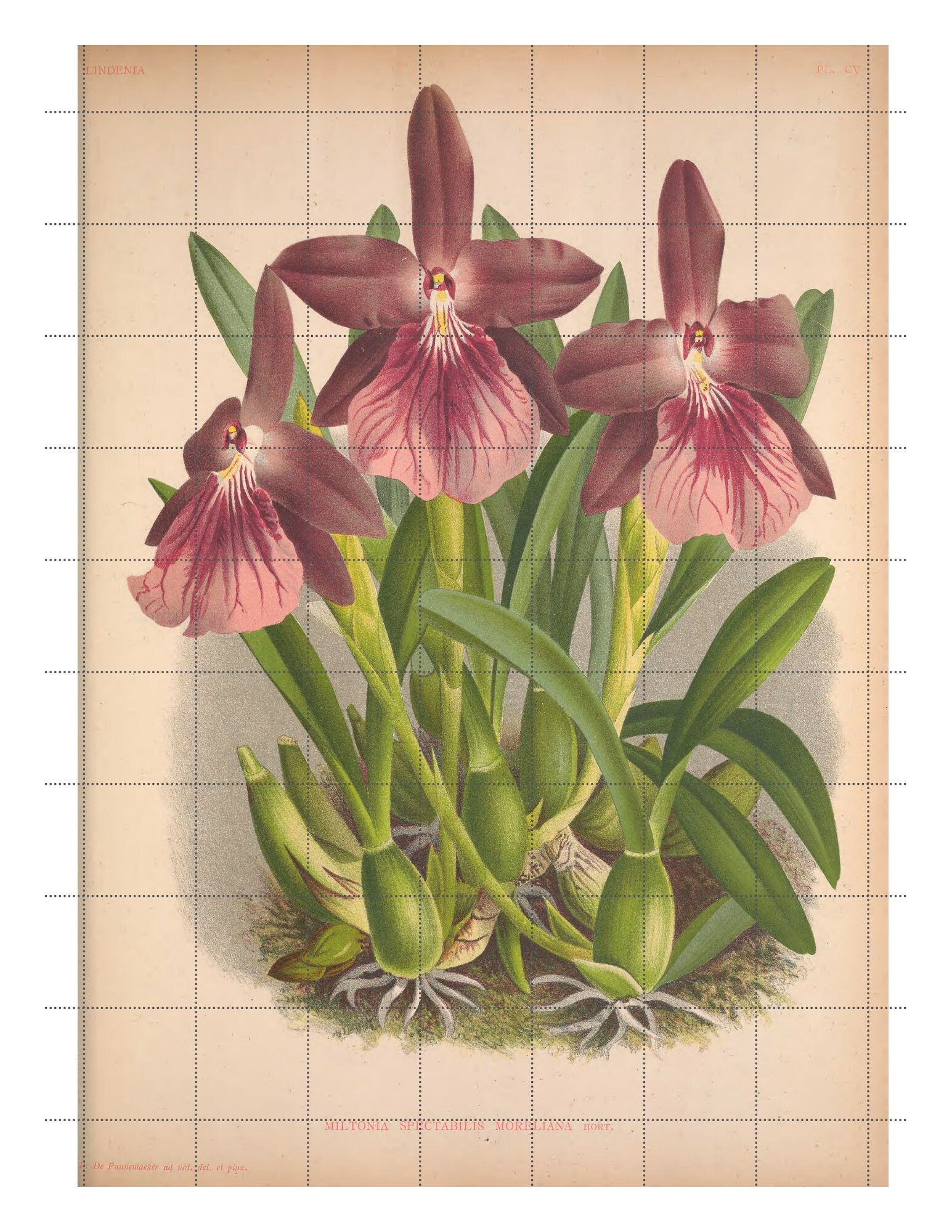 Grid Drawing Exercise Worksheets for MASTERING Floral Illustration Set ...