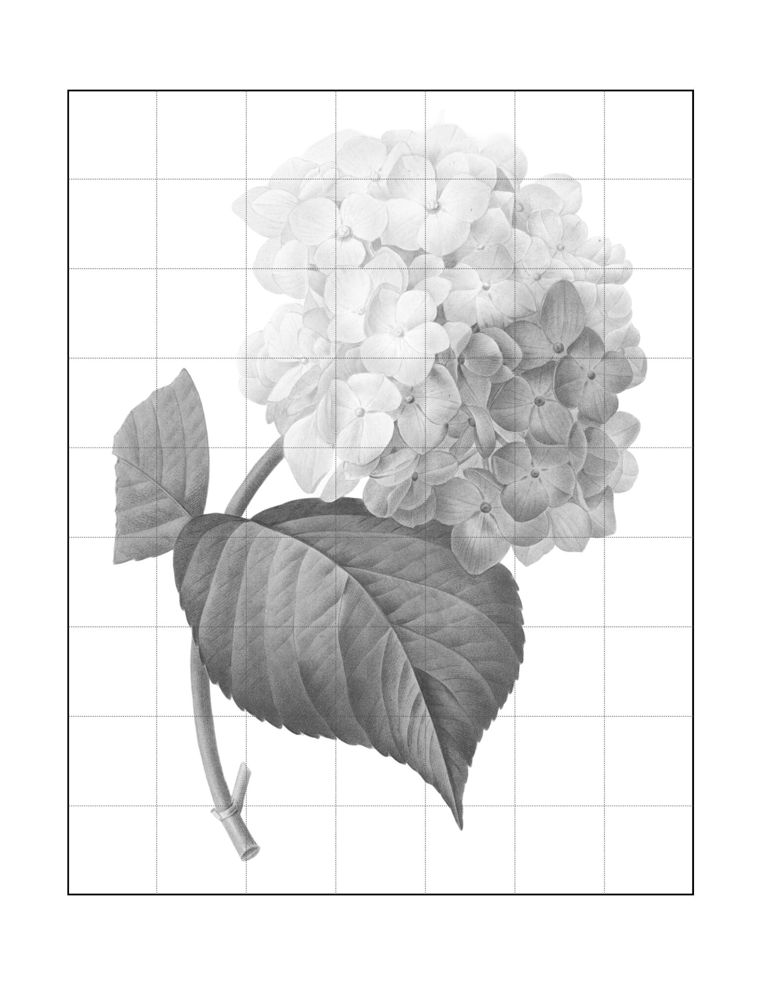 Grid Drawing Exercise Worksheets for Improving Floral Illustration ...