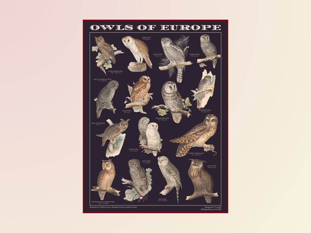 Owls of Europe Visual Chart Poster, Vintage Birds Wall Art ...