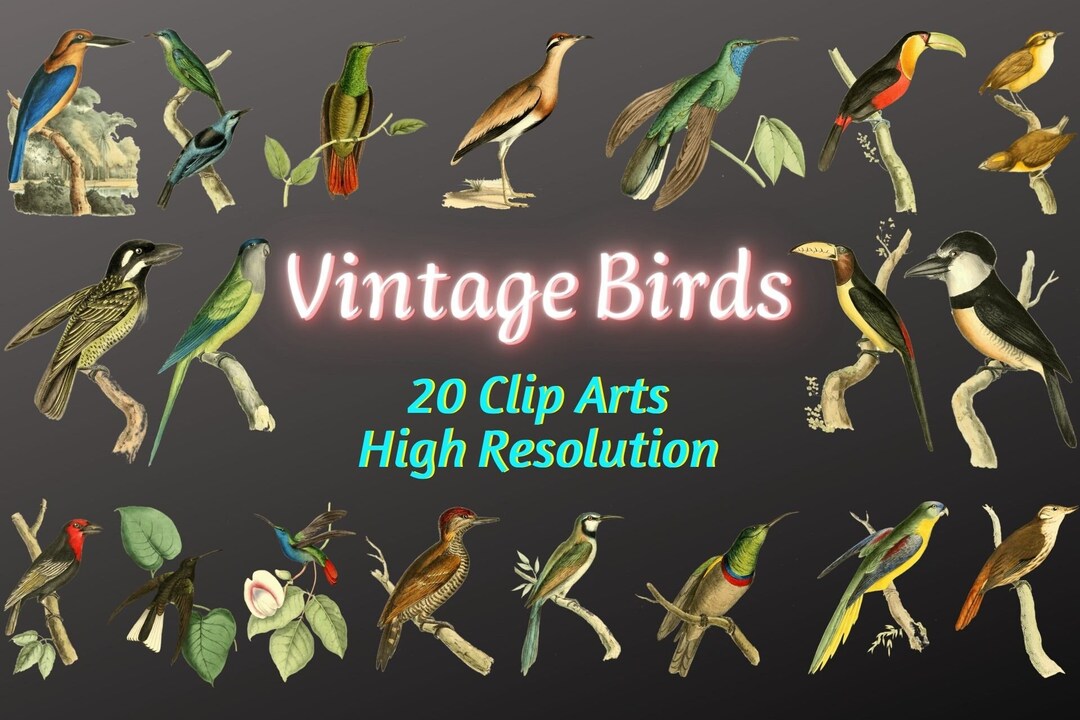 Vintage Birds Clip Art, 2nd Series, 20 Colorful Classic Illustrations ...