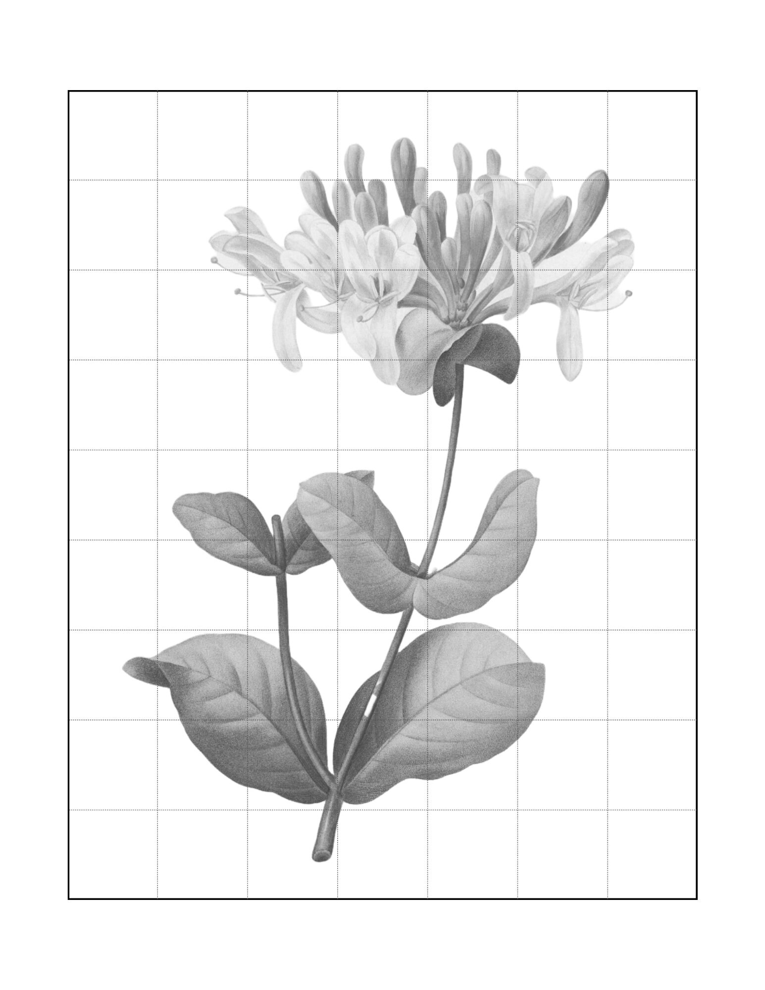 Grid Drawing Exercise Worksheets for Improving Floral Illustration ...