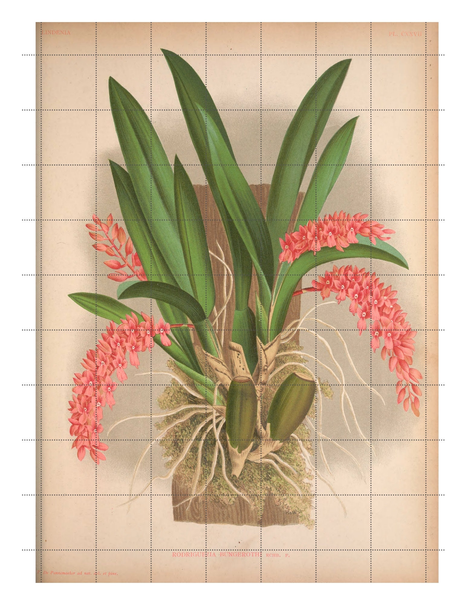 Grid Drawing Exercise Worksheets for MASTERING Floral Illustration Set ...