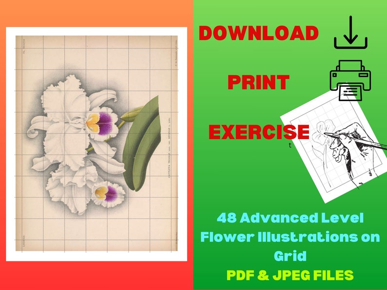 Grid Drawing Exercise Worksheets for MASTERING Floral Illustration Set ...