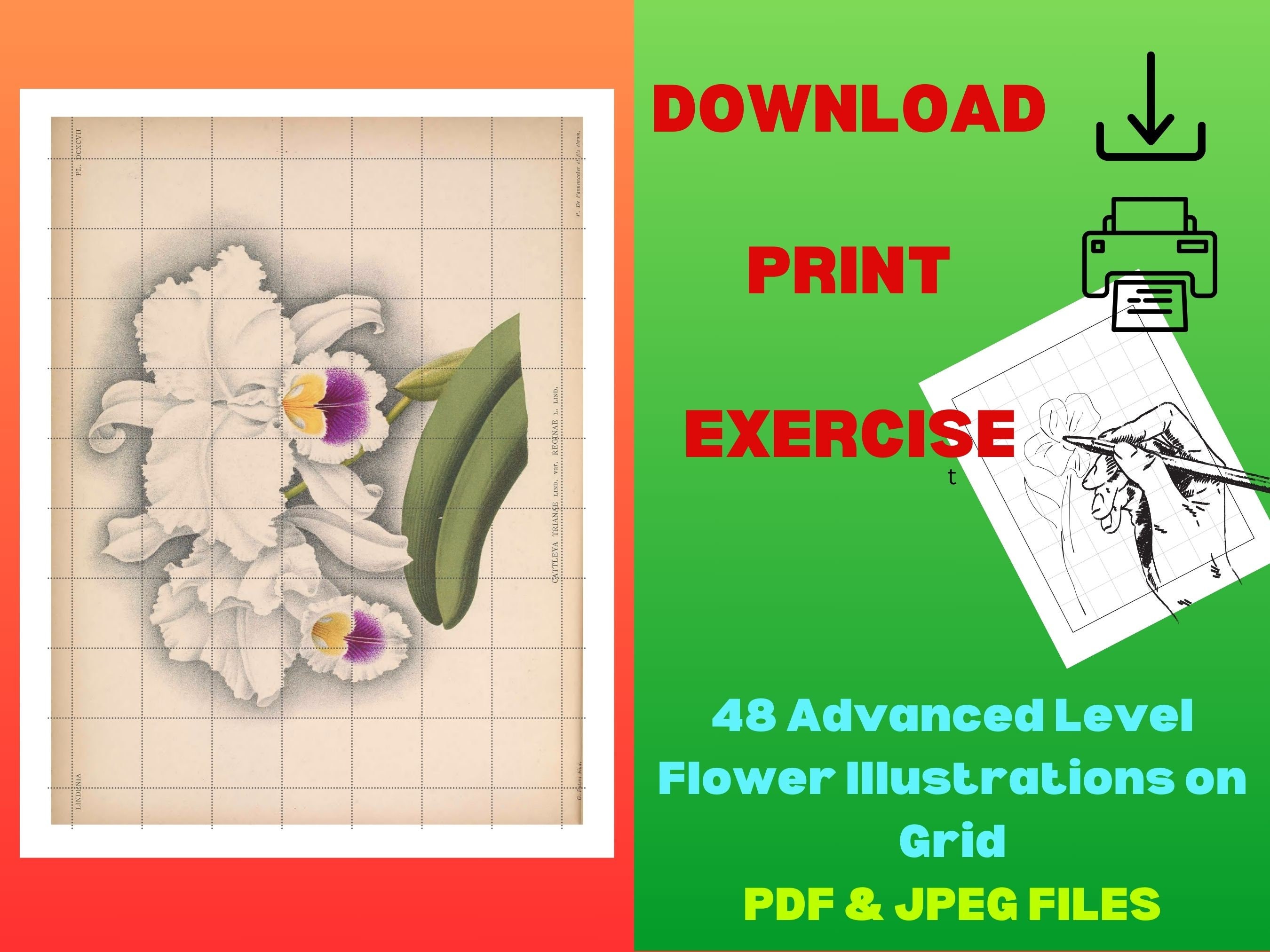 Grid Drawing Exercise Worksheets for MASTERING Floral Illustration Set ...