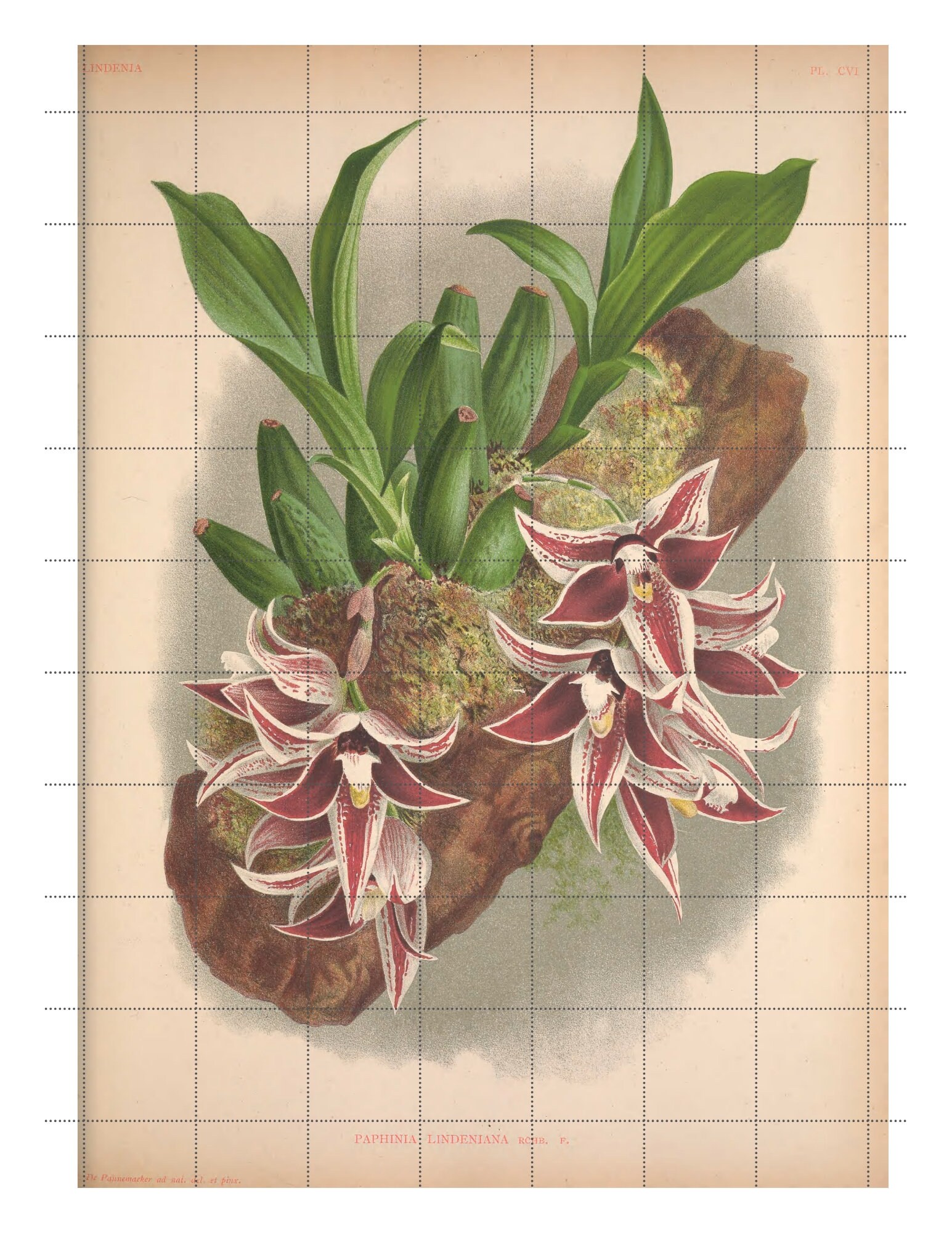 Grid Drawing Exercise Worksheets for MASTERING Floral Illustration Set ...