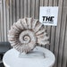 Large Sea Shell Sculpture, Sea Shell Statue, Conch Sculpture, Conch ...