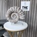 Large Sea Shell Sculpture, Sea Shell Statue, Conch Sculpture, Conch ...