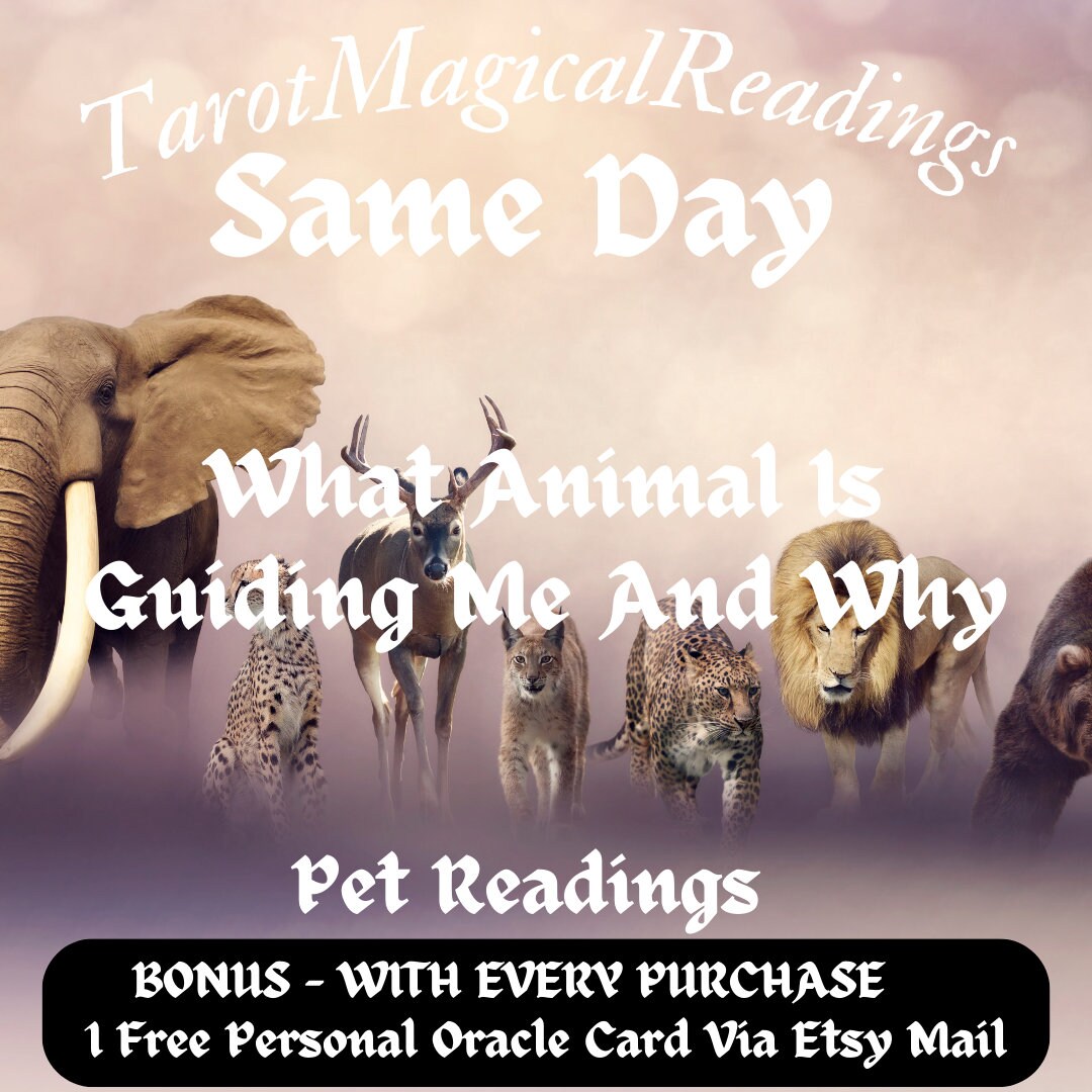SAME DAY Animal Guide Reading, Who is My Spirit Animal What Animal ...