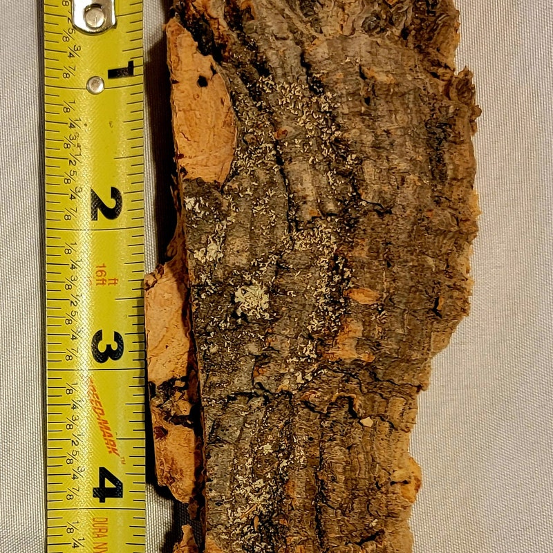 Bark - Etsy