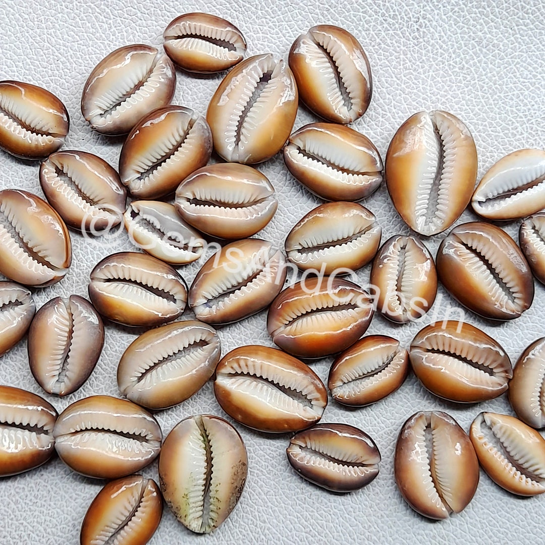 Cowrie Shell Gemstone, Wholesale Corwrie Shells Lot, Natural Cowrie ...
