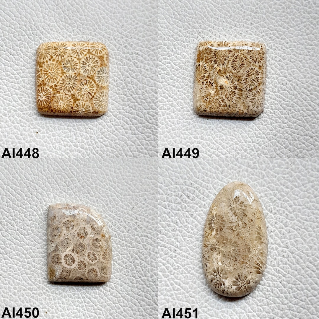Fossil Coral Healing Crystal, Natural Fossil Coral Stone, Fossil Coral ...