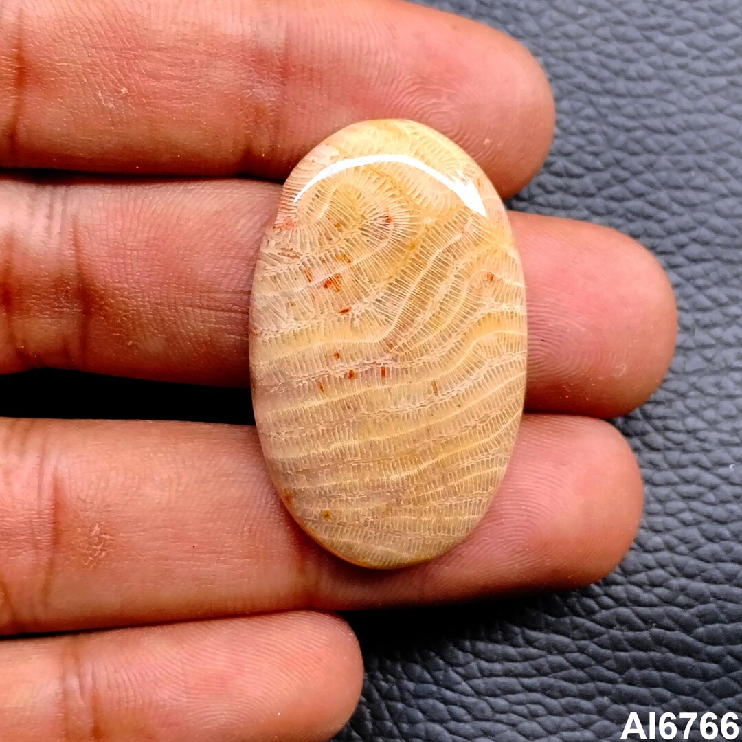 Loose Fossil Coral Stone, Fossil Coral Cabochon, Natural Fossil Coral ...