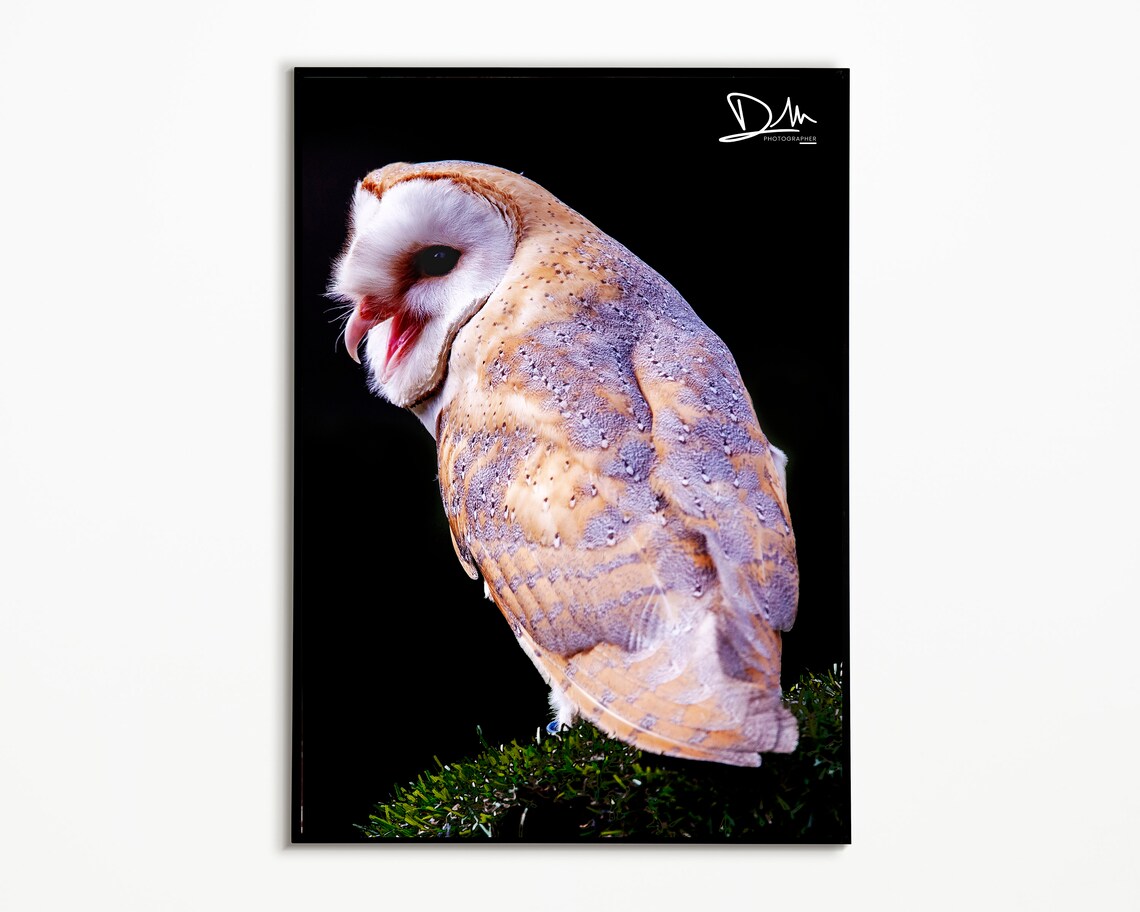 Black Background Owl Printable, Artwork Printable, Poster Owl Printable ...