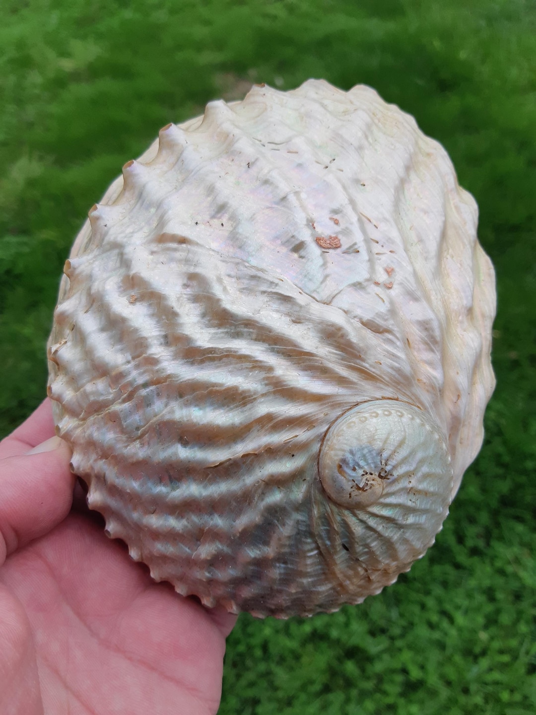 Black Lip Abalone Shells Haliotis Rubra Tasmania 15cm 6 Mother of Pearl ...