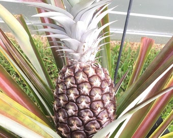 Pineapple Fruit Plant Red Florida Special, Ananas Comosus Live Plant in ...