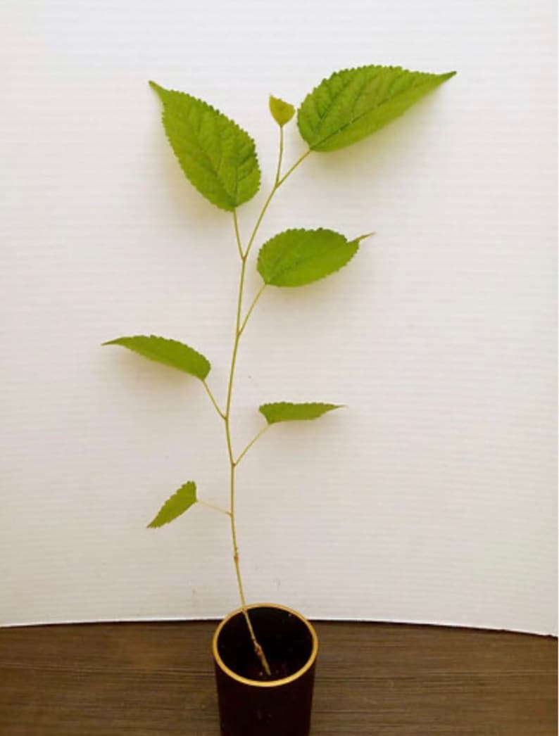 Dwarf Everbearing Black Mulberry Tree - Morus Nigra - Starter Plant - Etsy