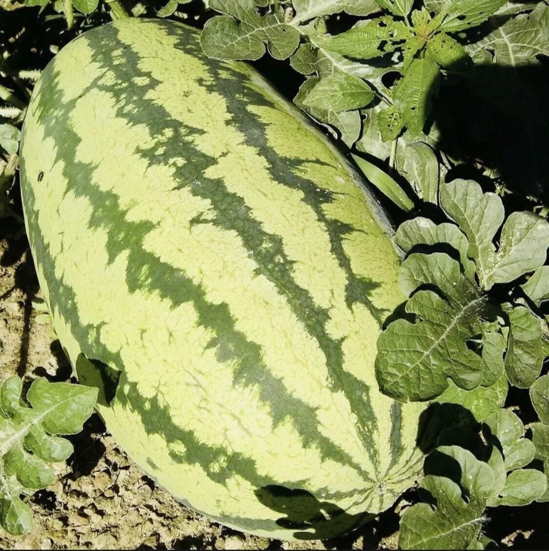 30 Count GIANT Jubilee Watermelon Seeds From USA Heirloom - Etsy