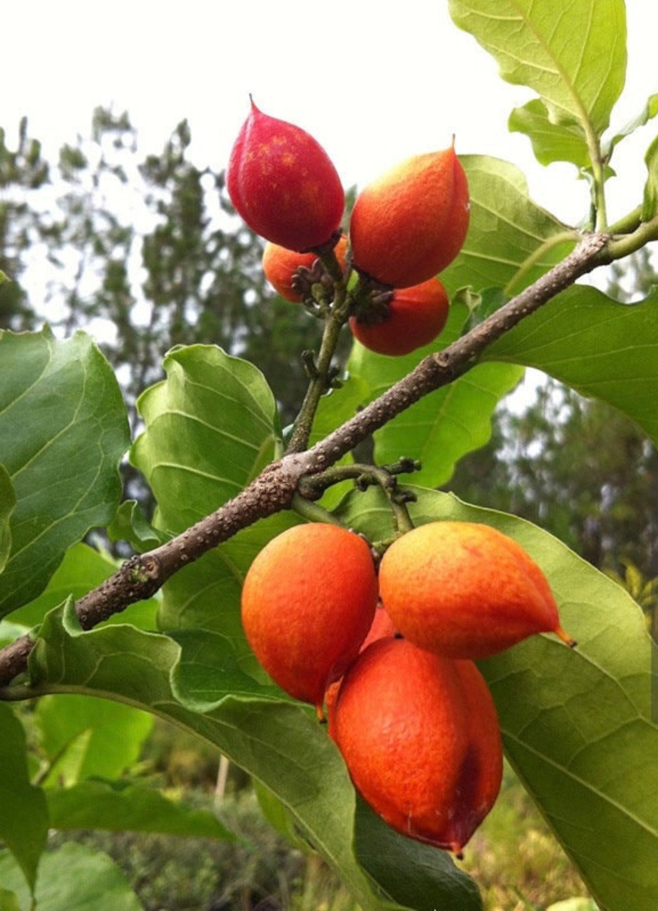 Peanut Butter Tree — Salty Acres